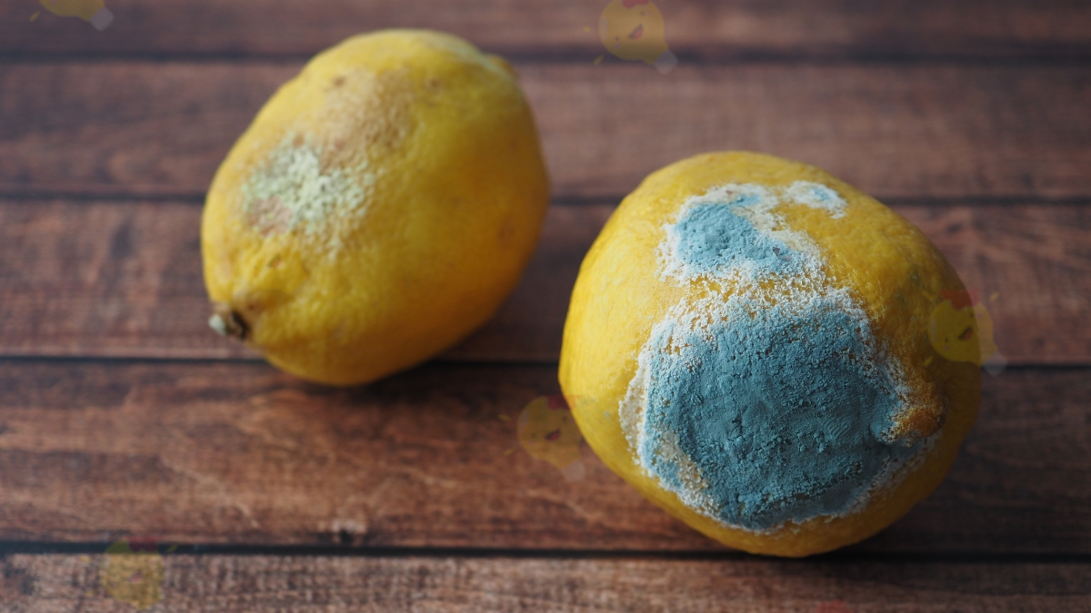 Comment Garder la Fraîcheur du Citron et l'Empêcher de Pourrir?