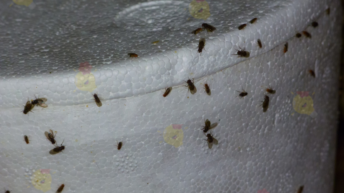 Comment Venir à Bout des Moucherons dans la Cuisine?