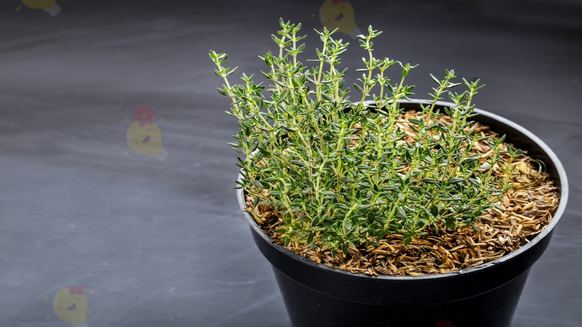 Comment Faire Pousser une Plante de Thym?