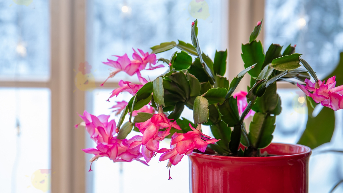 Comment Propager Gratuitement son Schlumbergera?
